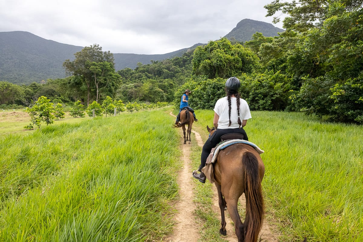 Cape Tribulation Horse Riding - Everything You Need To Know – We Seek ...