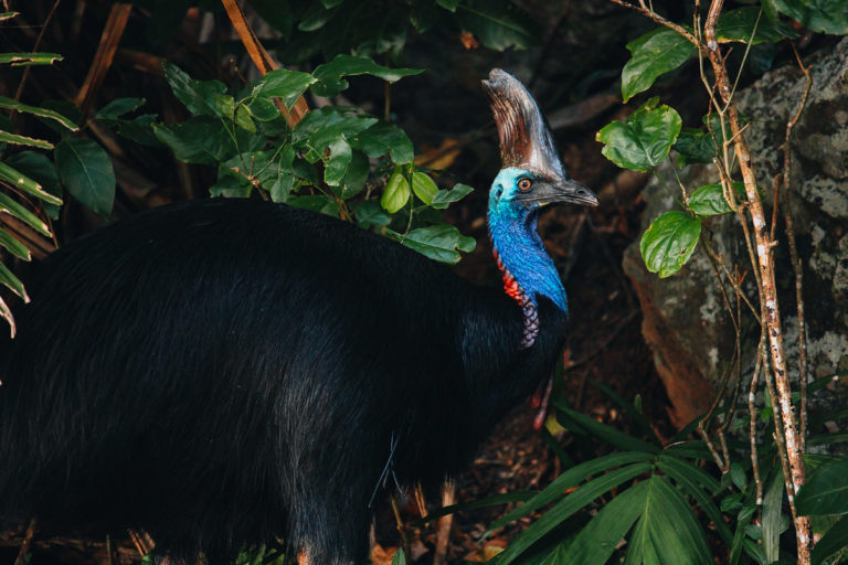 15 Best Things to Do in Kuranda For First-Timers