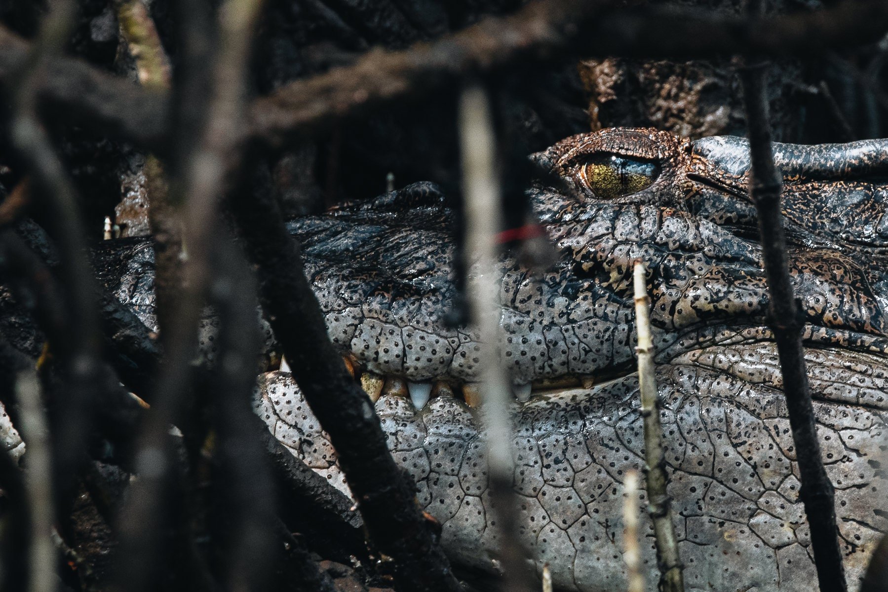(Review) Best Daintree Crocodile Tour In Cairns/Cape Tribulation – We ...