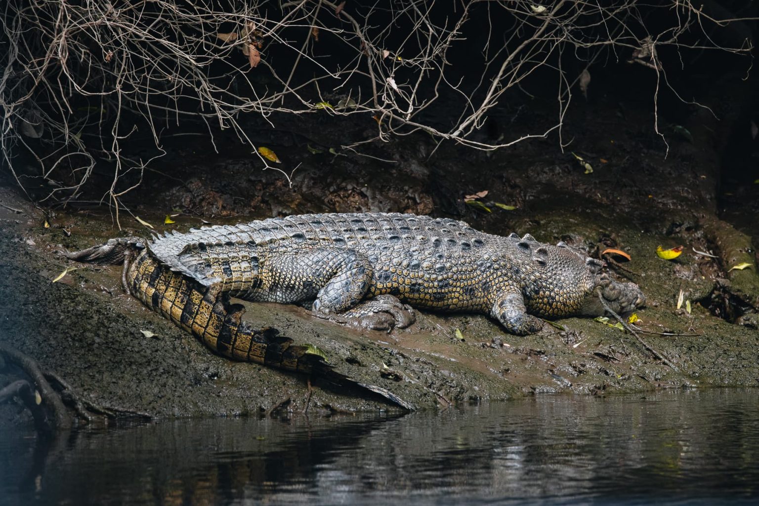 (Review) Best Daintree Crocodile Tour In Cairns/Cape Tribulation – We ...