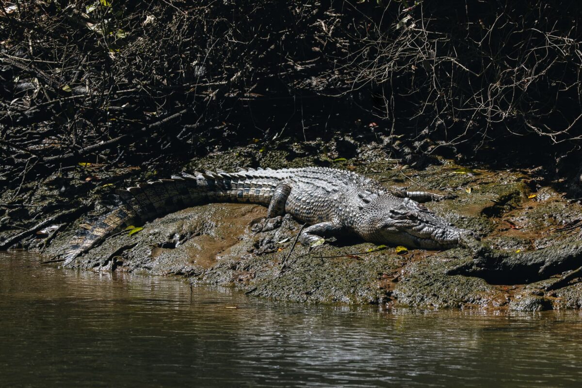 8 Best Cape Tribulation Tours & Day Trips: Reef & Rainforest