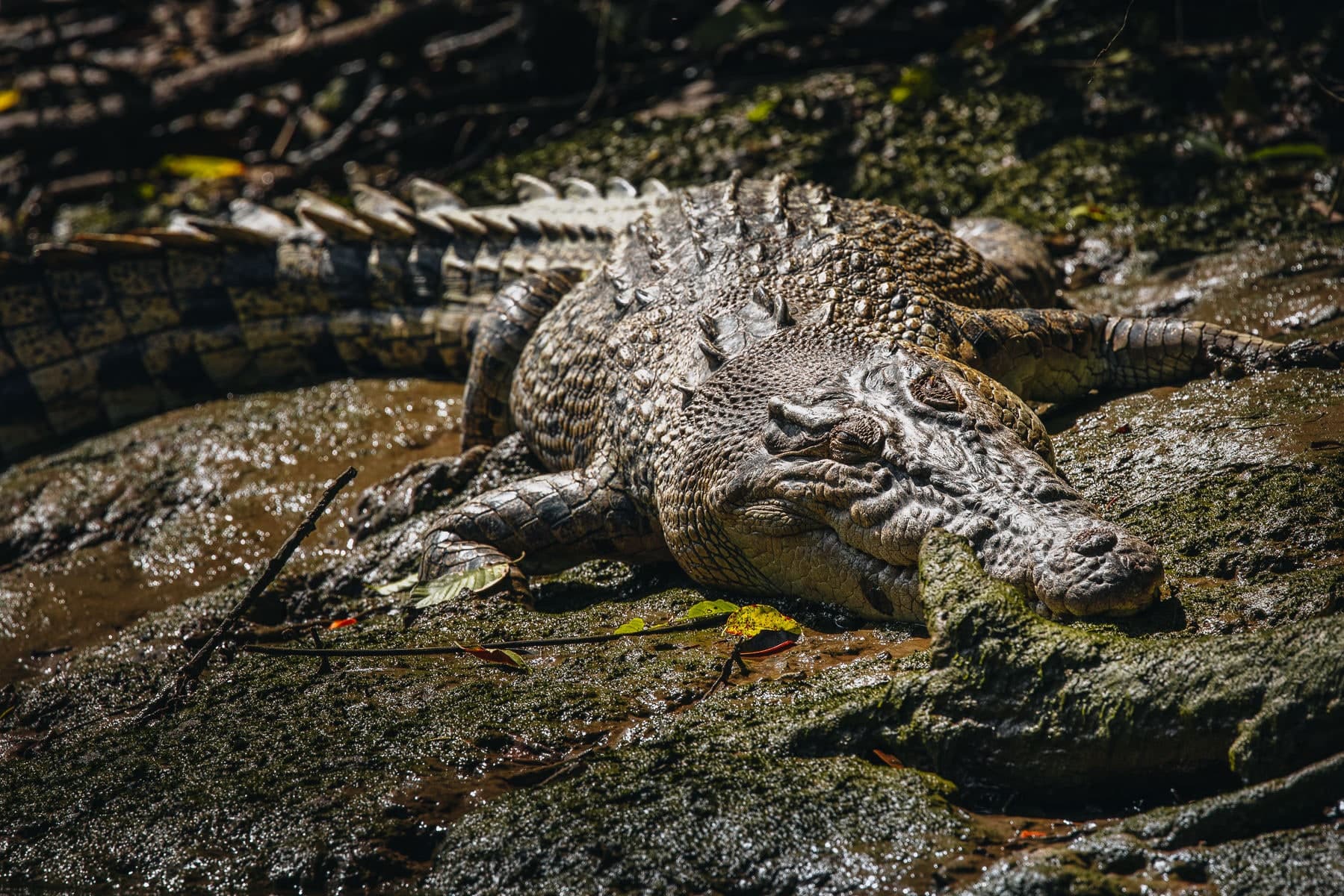 Cairns to Cape Tribulation - A Guide to The Great Barrier Reef Drive ...
