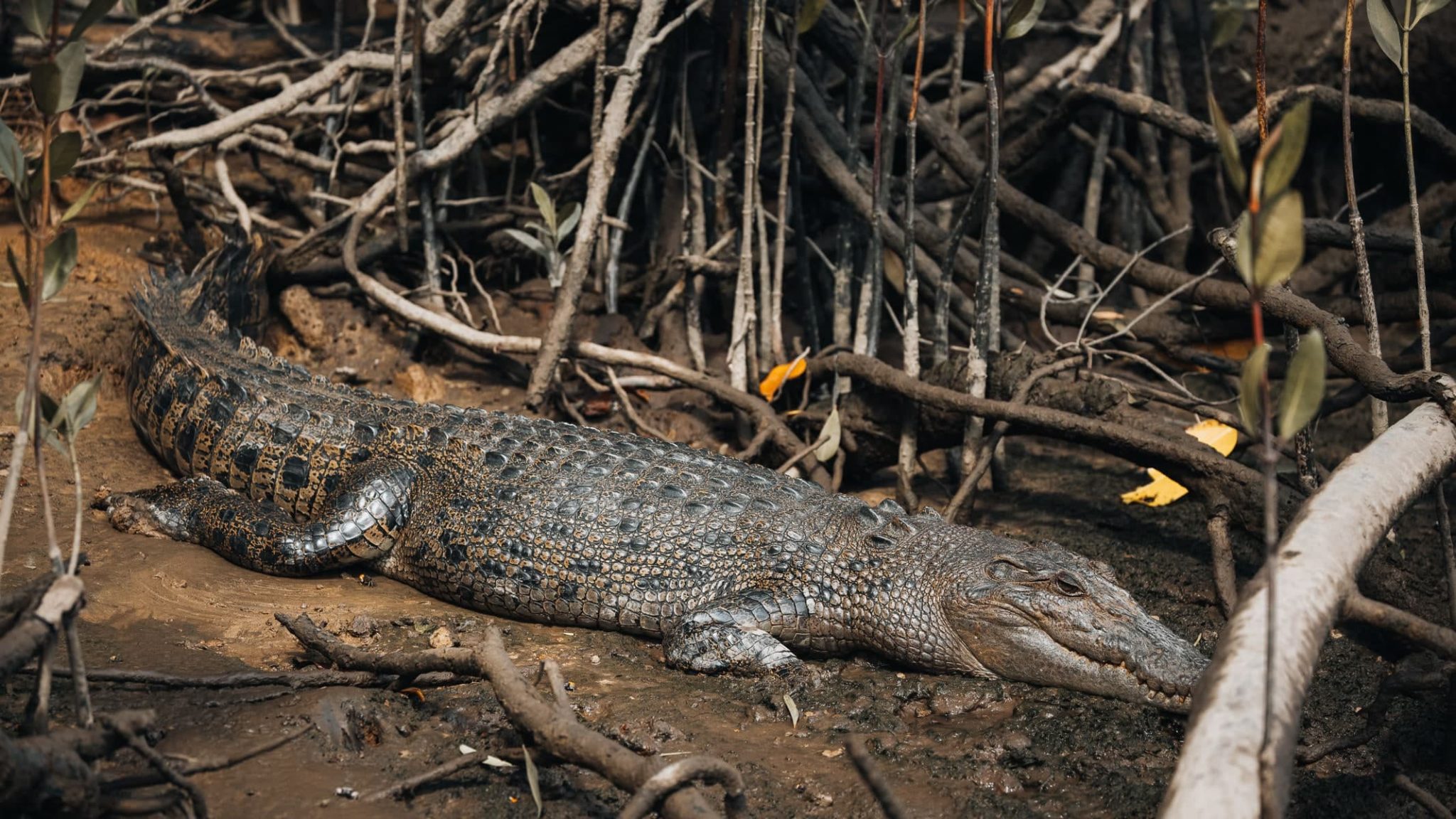 Spotting Crocodiles on the Daintree River: Complete Guide
