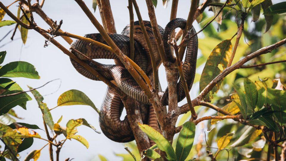 Spotting Crocodiles on the Daintree River: Complete Guide