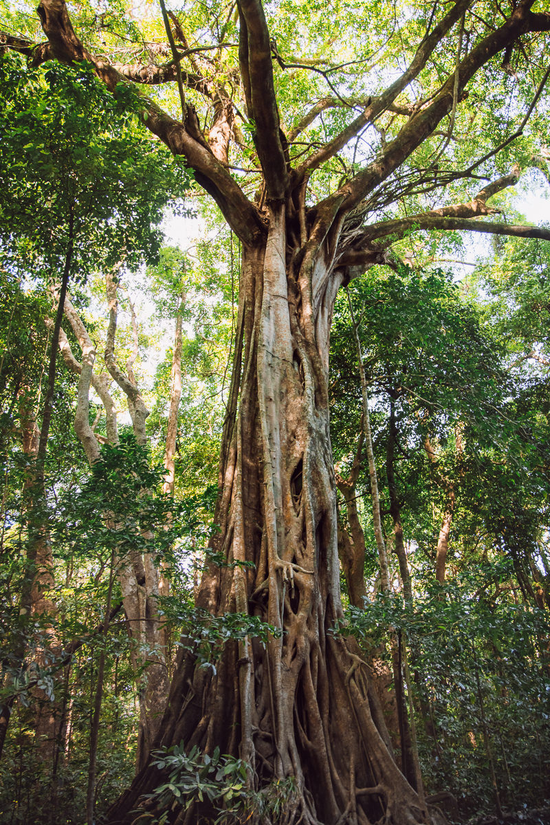 20 Things to do in Cape Tribulation & The Daintree - The Ultimate Cape ...