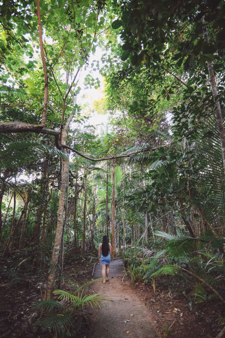 14 Awesome Things to do in Kuranda, Australia in 2023 – We Seek Travel