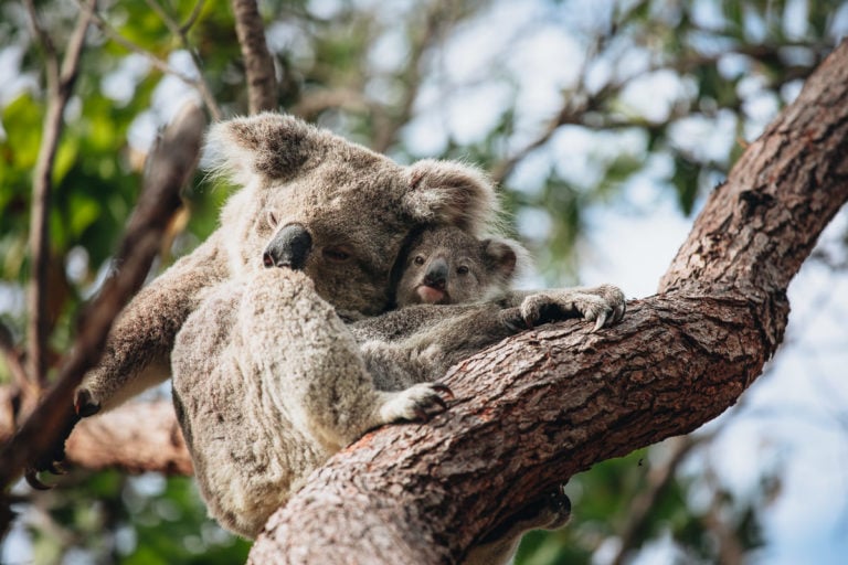 15 Best Things to Do in Kuranda For First-Timers