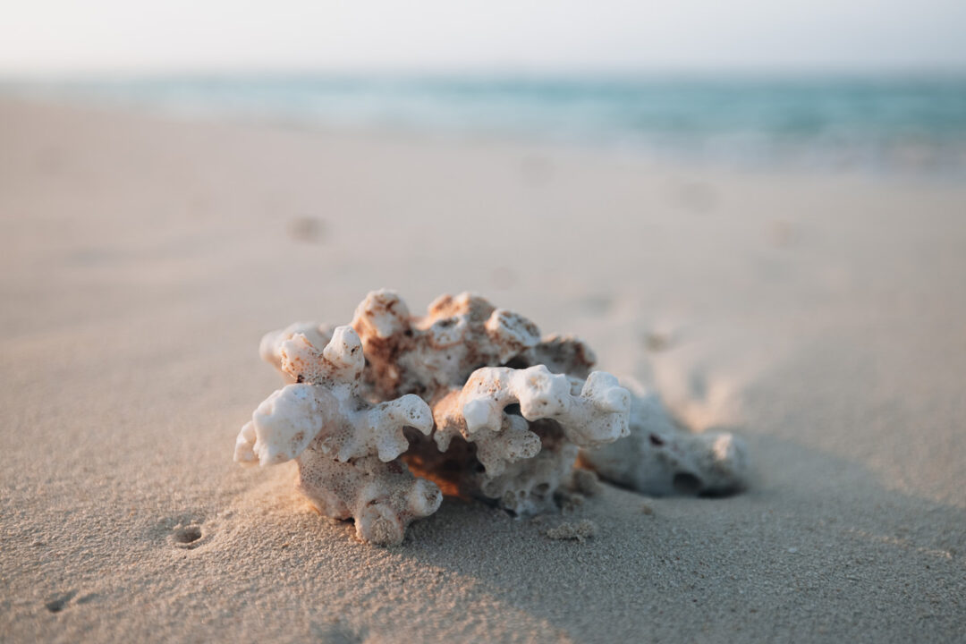 Visiting Vlasoff Cay on the Great Barrier Reef