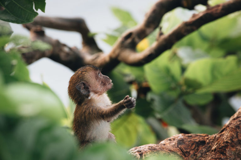 Kelingking Beach Nusa Penida: T-Rex Beach & Viewpoint