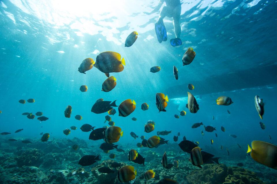 Guide to Snorkeling at Crystal Bay in Nusa Penida
