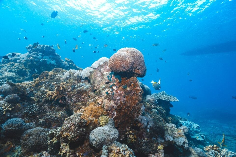 Guide to Snorkeling at Crystal Bay in Nusa Penida