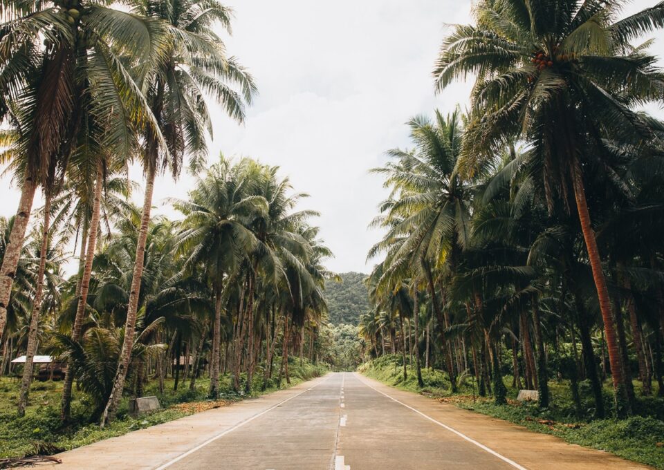 All You Need to Know About Palm Tree Coconut Road Siargao