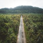 All You Need to Know About Palm Tree Coconut Road Siargao