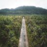 All You Need to Know About Palm Tree Coconut Road Siargao