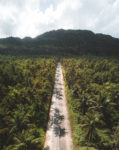 All You Need to Know About Palm Tree Coconut Road Siargao