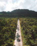 All You Need to Know About Palm Tree Coconut Road Siargao