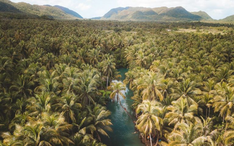 How to Visit Maasin River & the Fallen Bent Palm Tree
