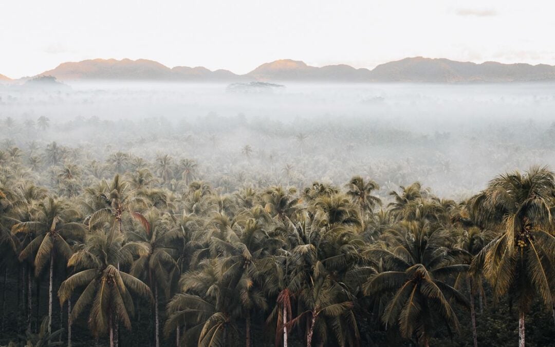 How to Find the Epic Palm Tree Lookout on Siargao