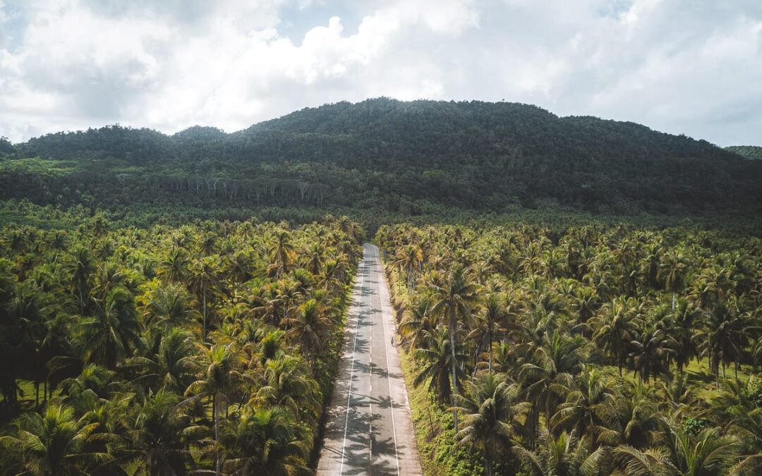 All You Need to Know About Palm Tree Coconut Road Siargao