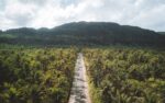 All You Need to Know About Palm Tree Coconut Road Siargao