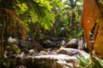Sauzier Waterfall: Epic Mahé Waterfall In Port Glaud