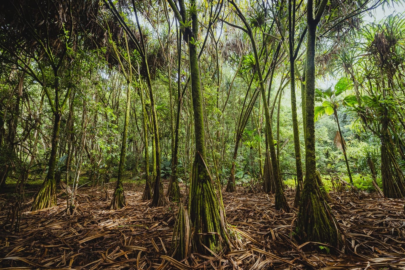 26 Best Things to do on Mahe Island, the Seychelles - Ultimate Guide ...