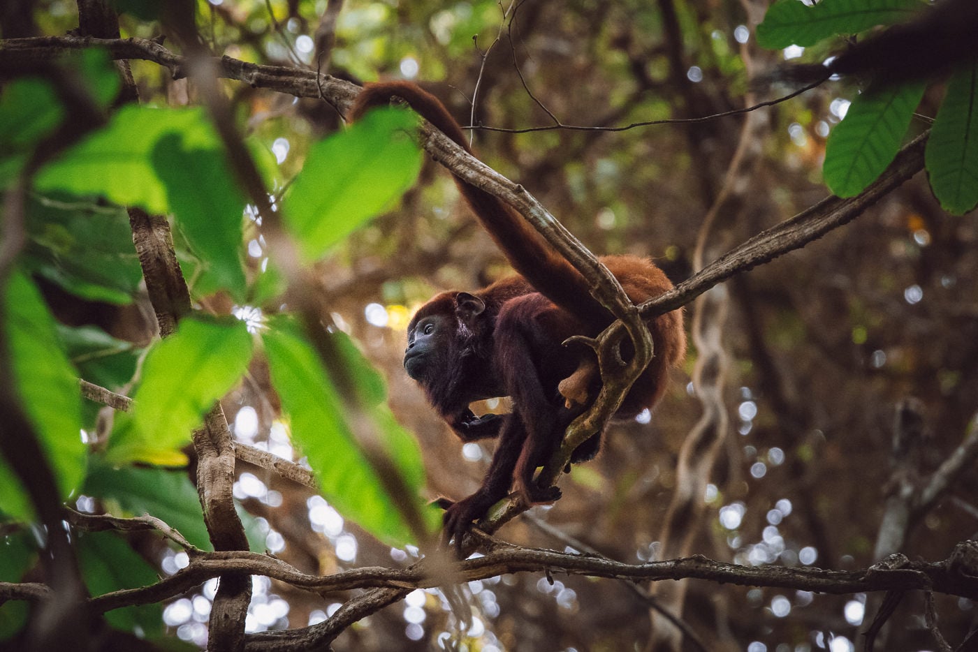 21 Best Things to do in Minca, Colombia - Ultimate Travel Guide – We ...