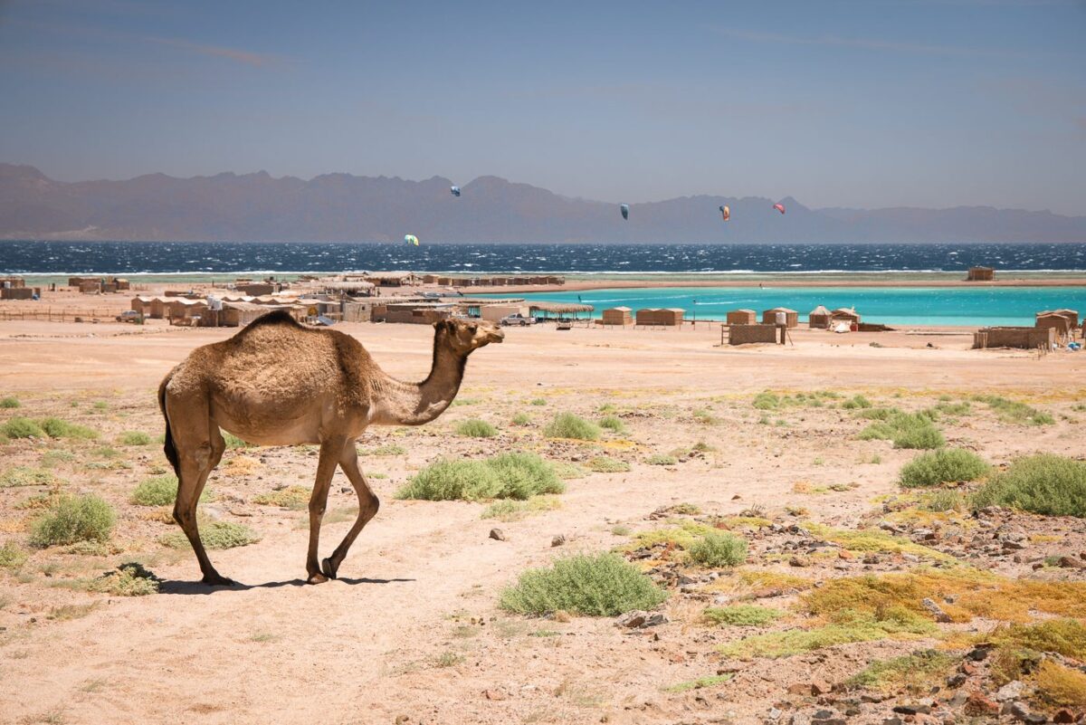 25 Epic Things to do in Dahab, Egypt: Travel Guide + Map
