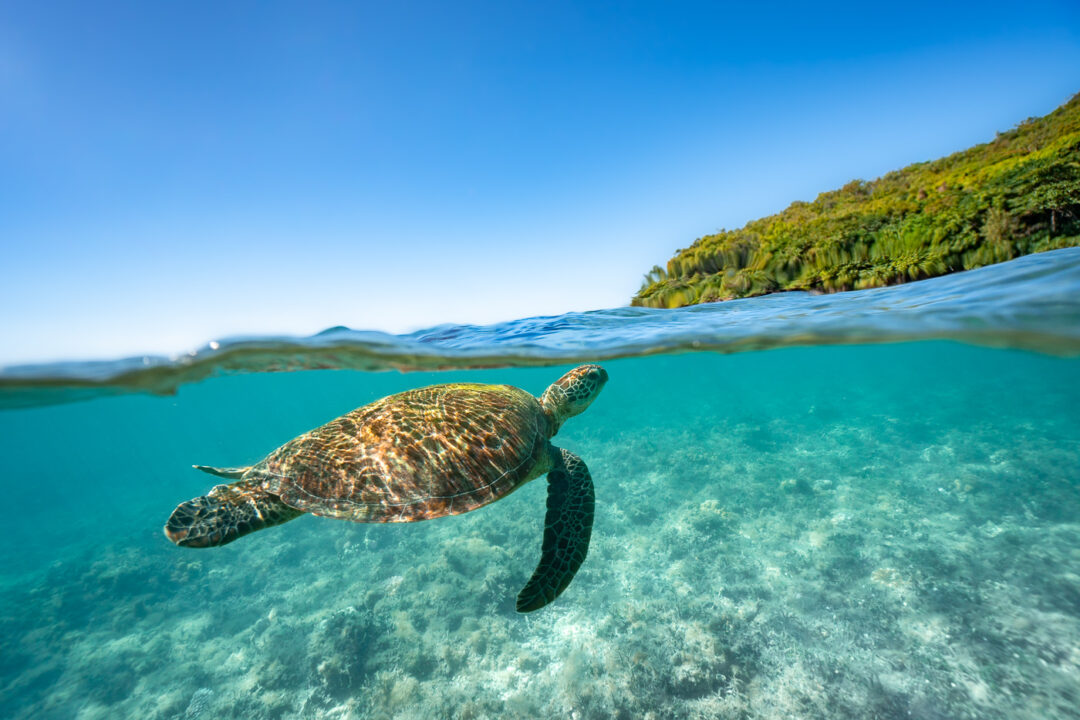 Fitzroy Island, Cairns: Top Things to Do & See