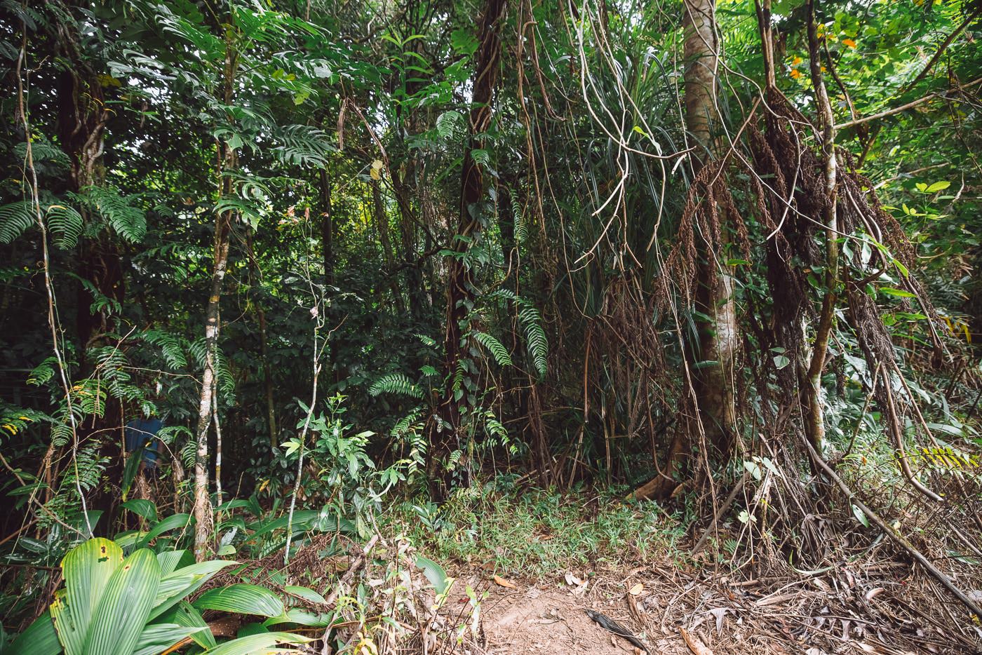 Wankaroo Falls Hike in Wooroonooran National Park – We Seek Travel Blog