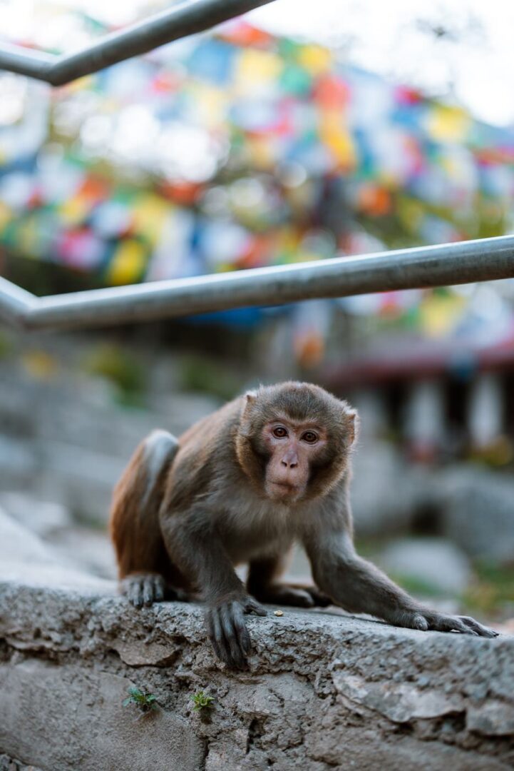 Swayambhunath Stupa: The Monkey Temple of Kathmandu
