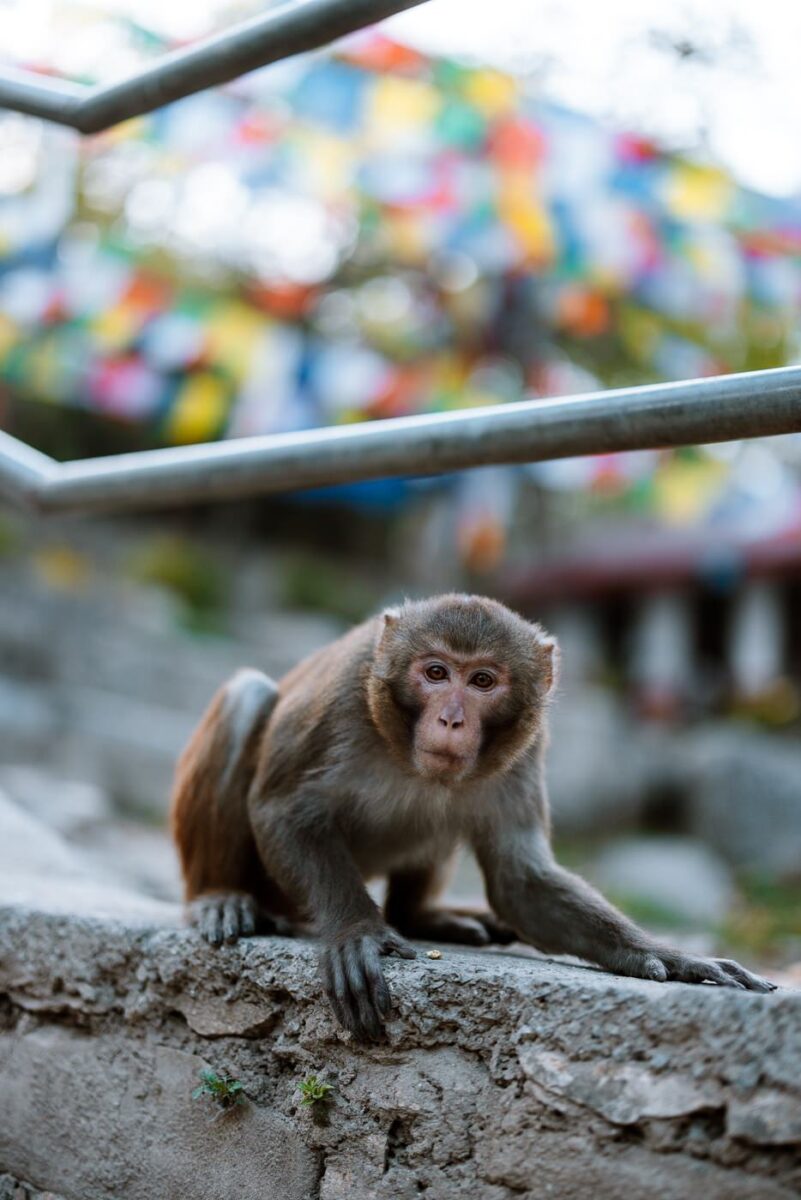 Swayambhunath Stupa: The Monkey Temple of Kathmandu
