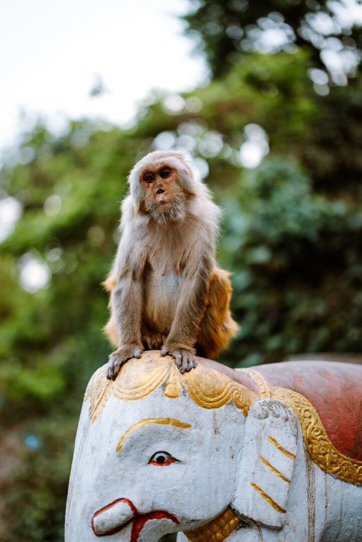 Swayambhunath Stupa: The Monkey Temple of Kathmandu