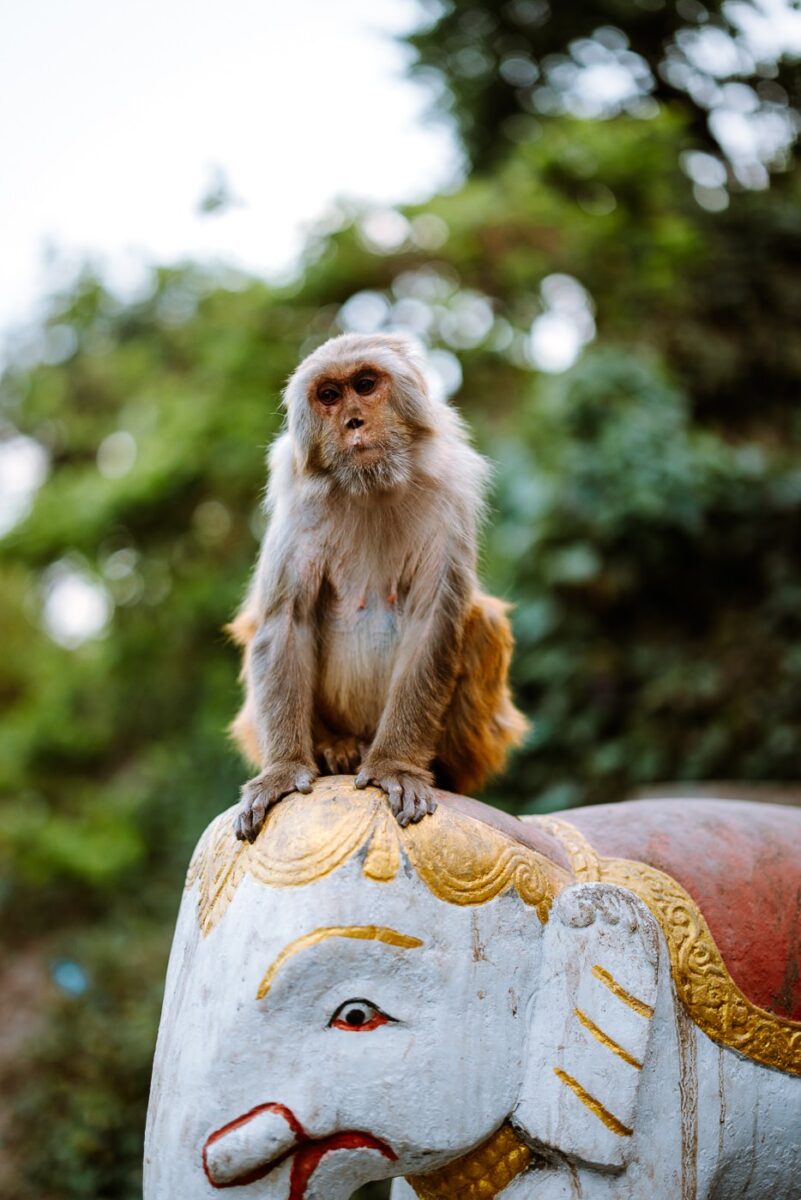 Swayambhunath Stupa: The Monkey Temple of Kathmandu