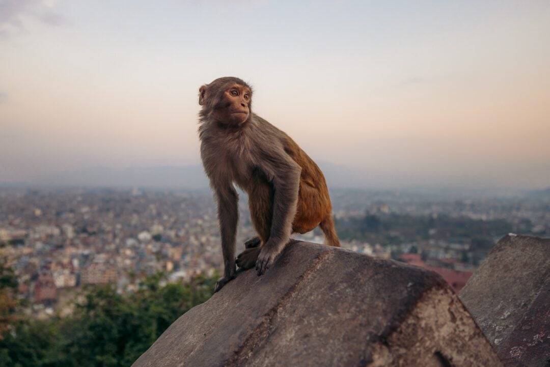 Swayambhunath Stupa: The Monkey Temple of Kathmandu