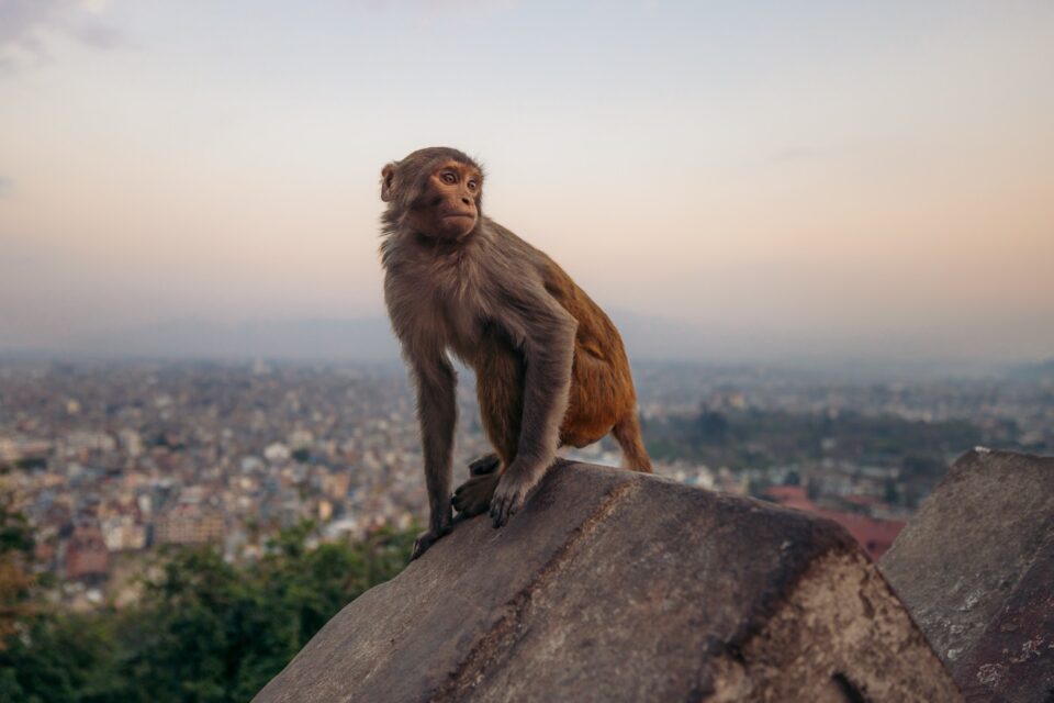 Swayambhunath Stupa: The Monkey Temple of Kathmandu