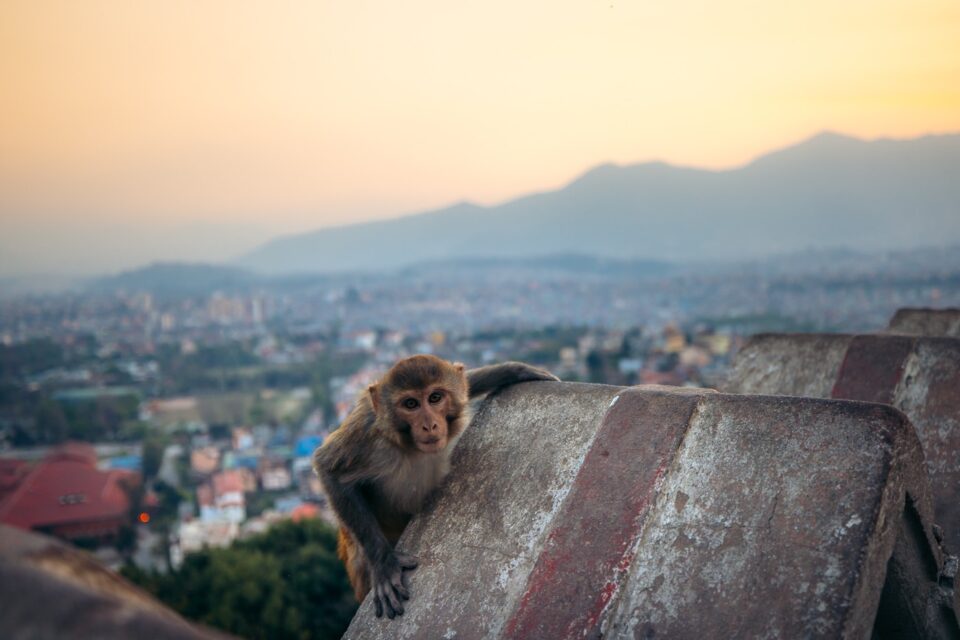 Swayambhunath Stupa: The Monkey Temple of Kathmandu