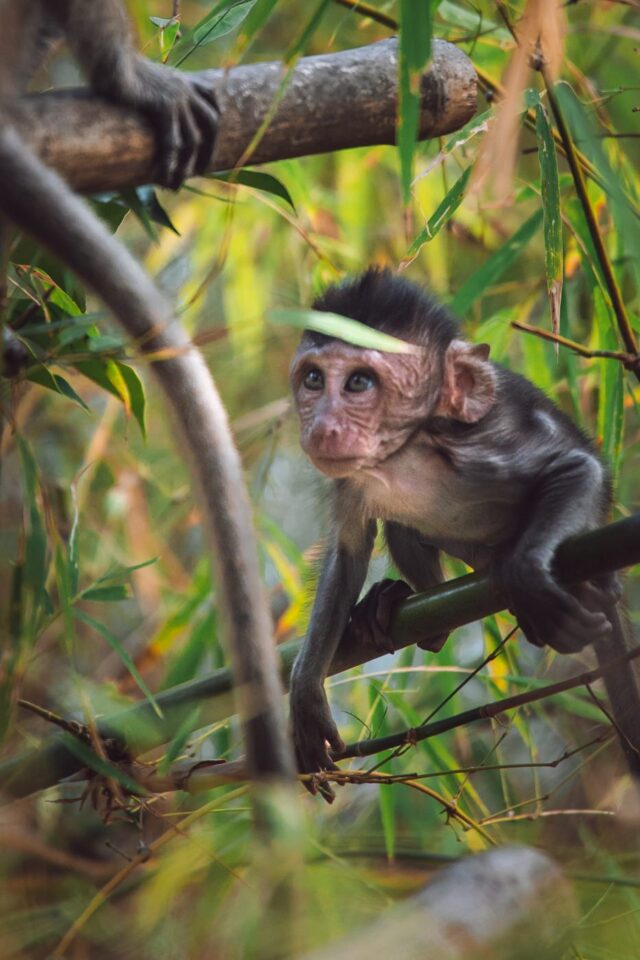 Hiking the Monkey Trail in Ao Nang to Pai Plong Beach, Krabi