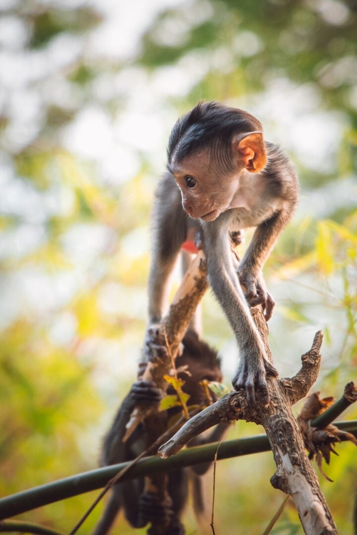 Hiking the Monkey Trail in Ao Nang to Pai Plong Beach, Krabi
