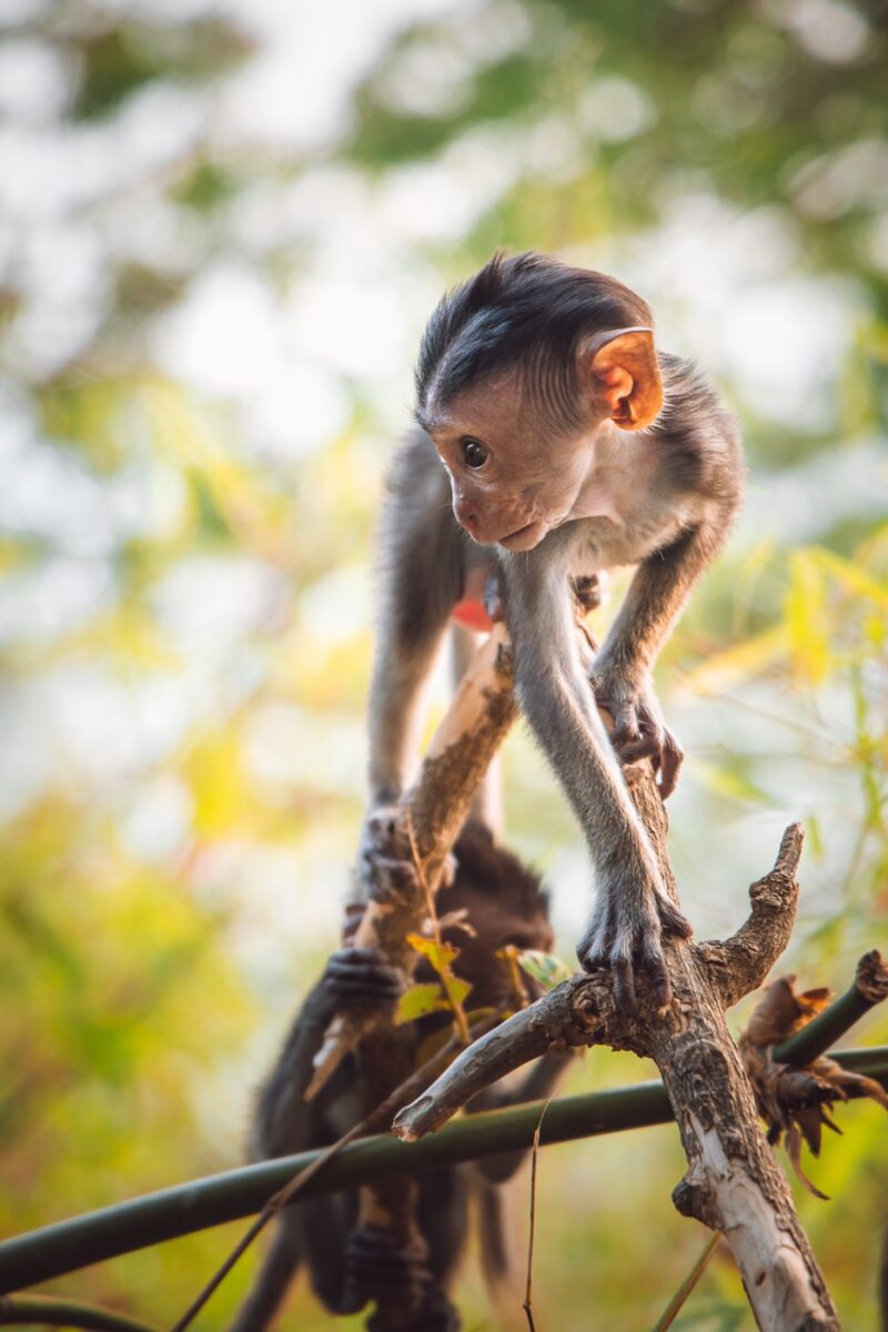 Hiking the Monkey Trail in Ao Nang to Pai Plong Beach, Krabi