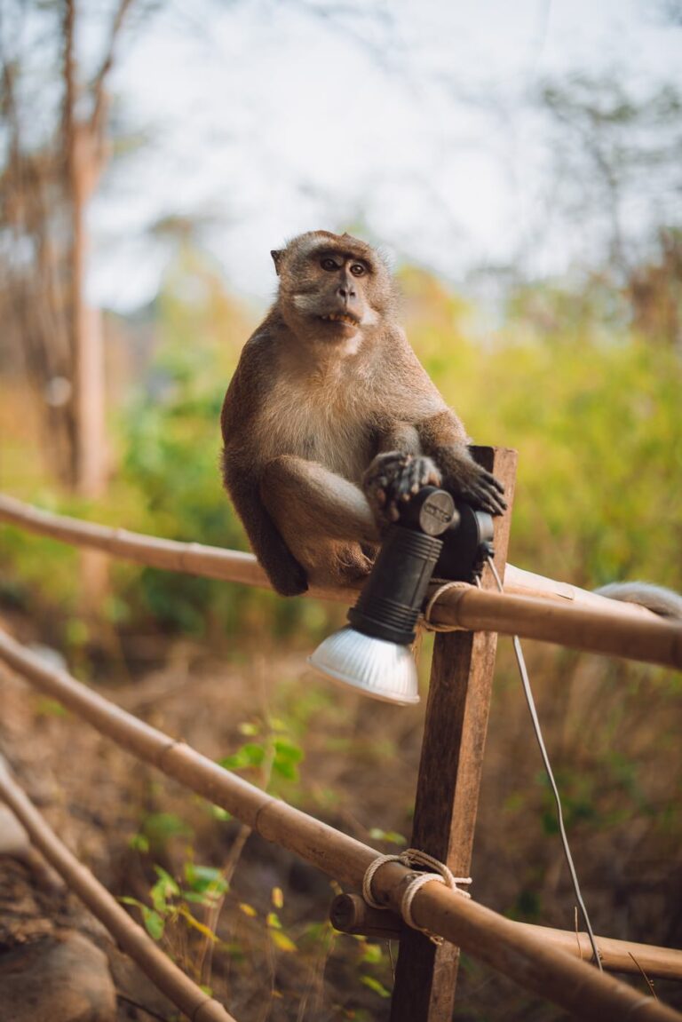 Hiking the Monkey Trail in Ao Nang to Pai Plong Beach, Krabi