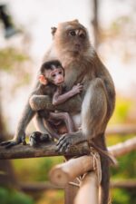 Hiking the Monkey Trail in Ao Nang to Pai Plong Beach, Krabi