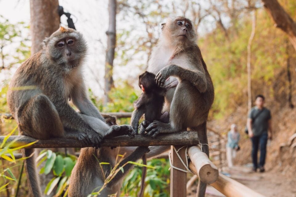 Hiking the Monkey Trail in Ao Nang to Pai Plong Beach, Krabi