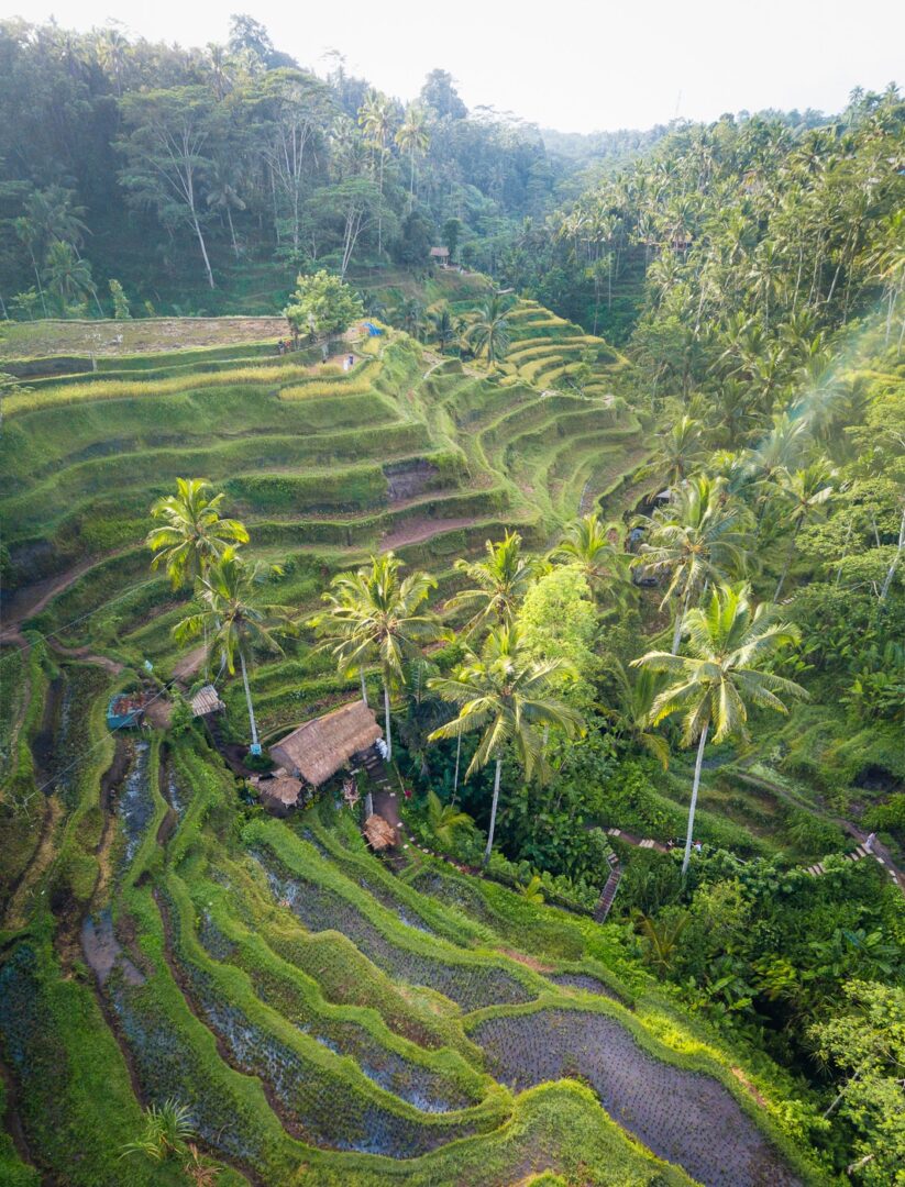 5 Incredible Tree Houses in Bali for a Unique Stay