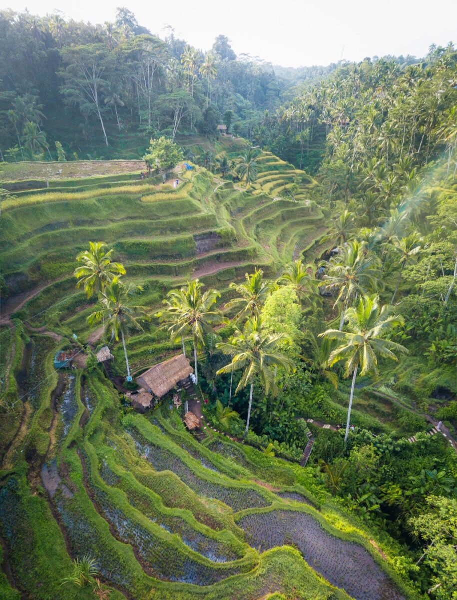 5 Incredible Tree Houses in Bali for a Unique Stay
