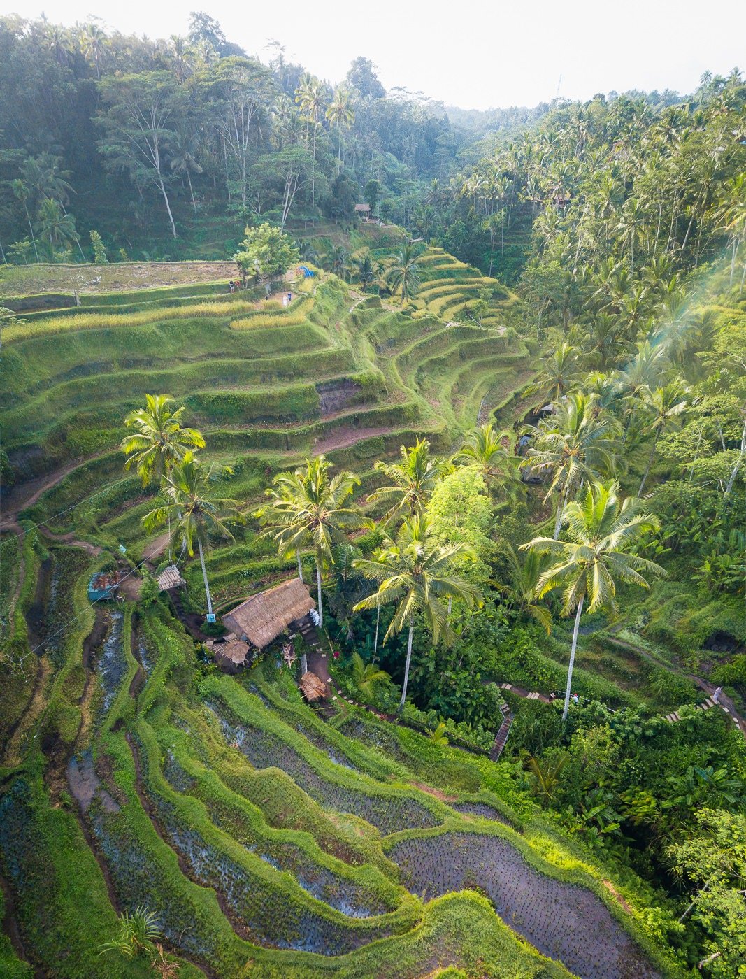 5 Incredible Tree Houses in Bali for a Unique Stay