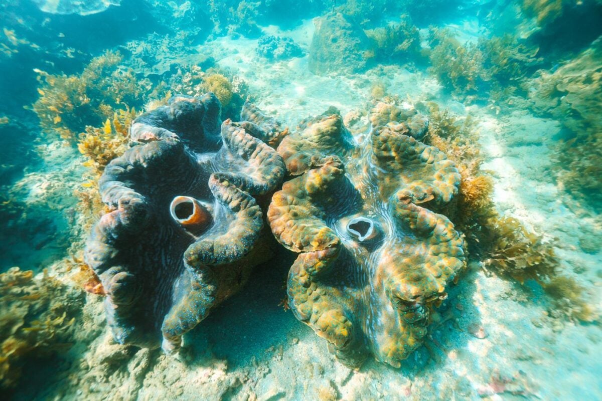 Alma Bay Magnetic Island: Complete Travel Guide