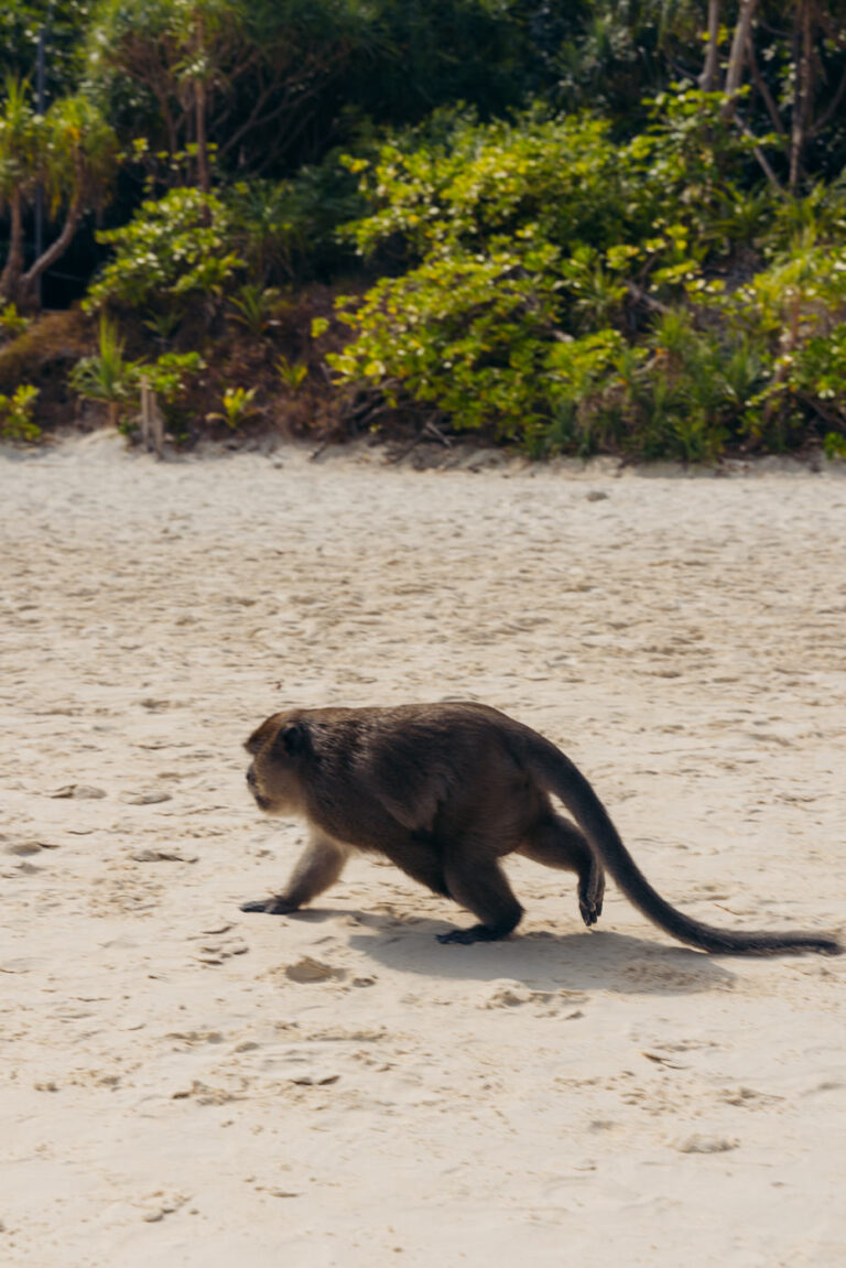 Pileh Lagoon Thailand: Guide to Phi Phi Leh