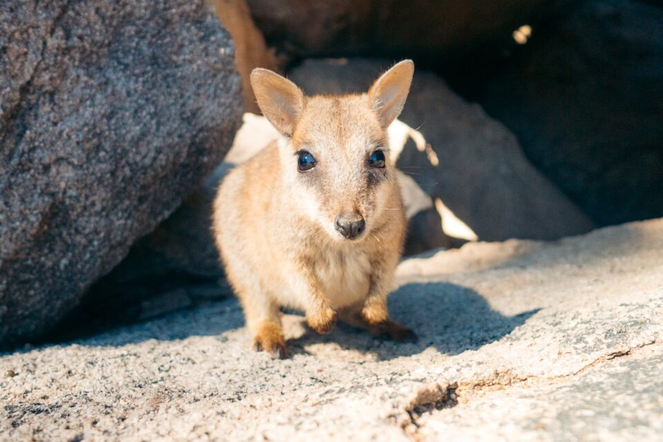 Alma Bay Magnetic Island: Complete Travel Guide
