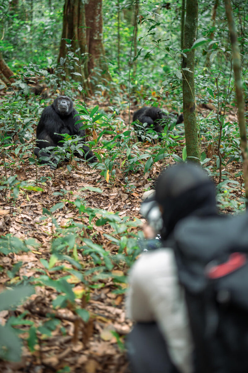 Chimpanzee Trekking in Uganda's Kibale National Park (2024) – We Seek ...